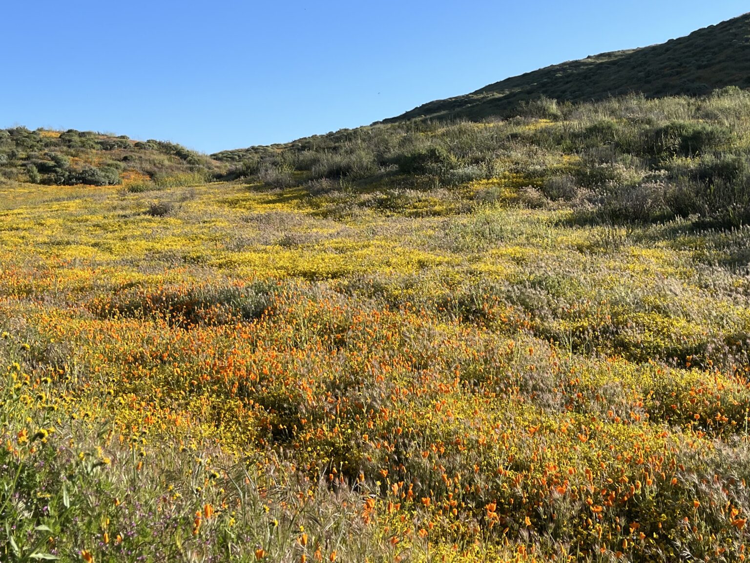 Wildflower Trail at Diamond Valley Lake - Go Hiking San Diego